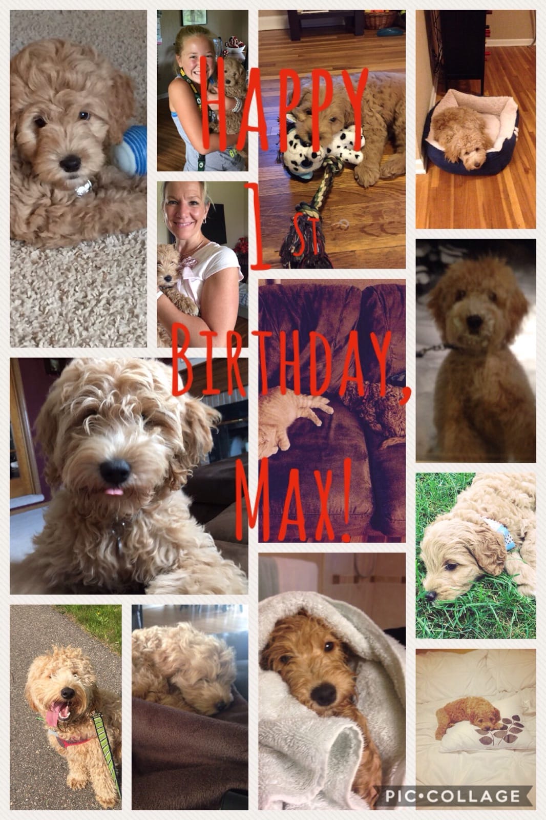 Max - Doodle Dog Hill