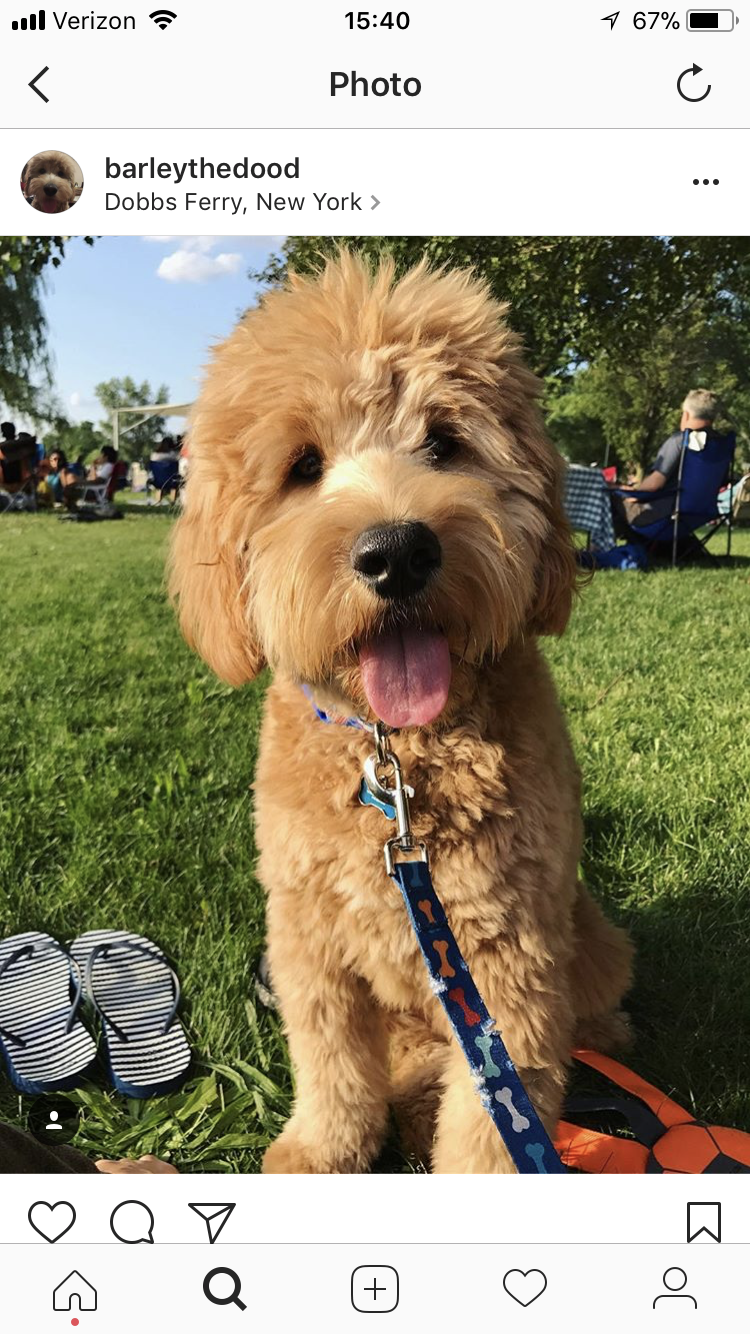 Barley the Dood - Doodle Dog Hill