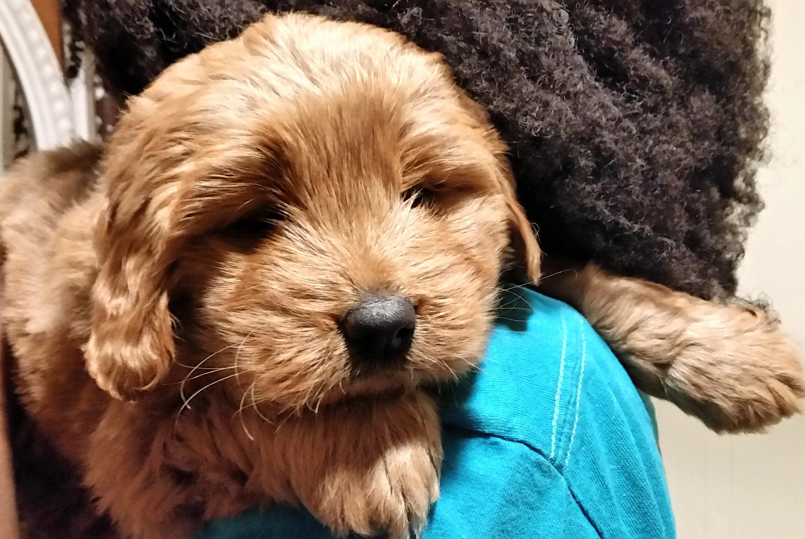 Mini Doodle Puppies For Sale | We Deliver Anywhere in the US