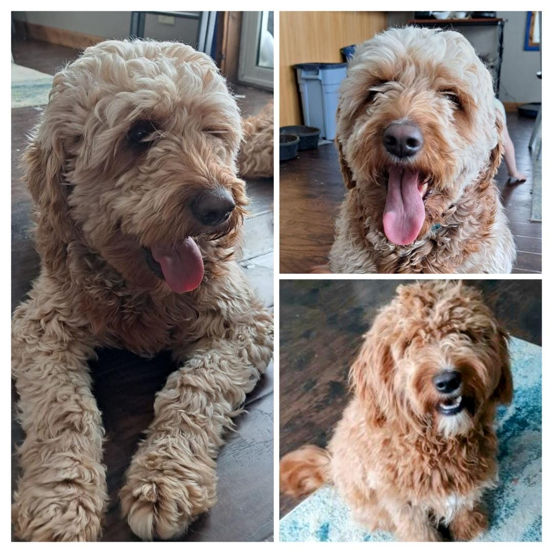 Doodle Dog Hill Parents | Mini Goldendoodles, Mini Bernedoodles, Mini ...