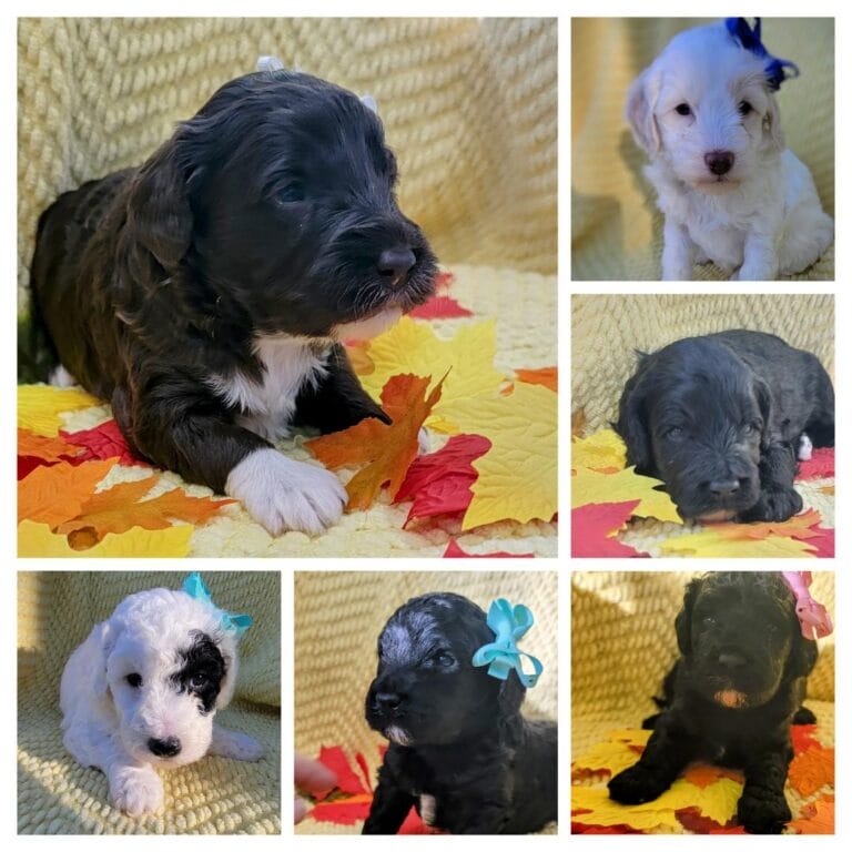 Mini Goldendoodles, Mini Bernedoodles, Mini Portidoodle Puppies For ...