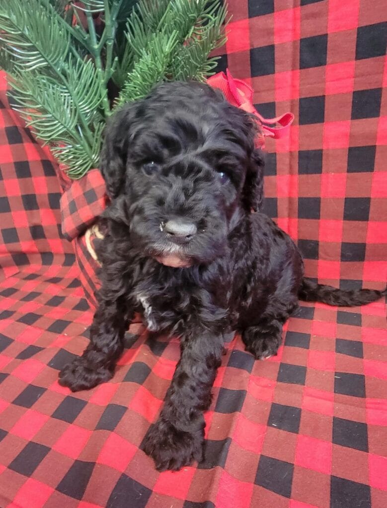 Mini Portidoodle Puppies For Sale Chicago, Minnesota & Wisconsin