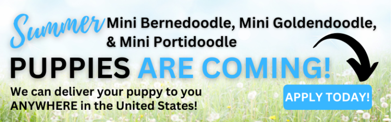 Mini Portidoodles & Bernedoodles Puppies For Sale Chicago, Minnesota ...