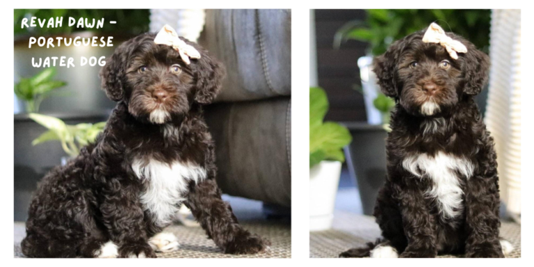 Doodle Dog Hill Parents | Mini Goldendoodles, Mini Bernedoodles, Mini ...