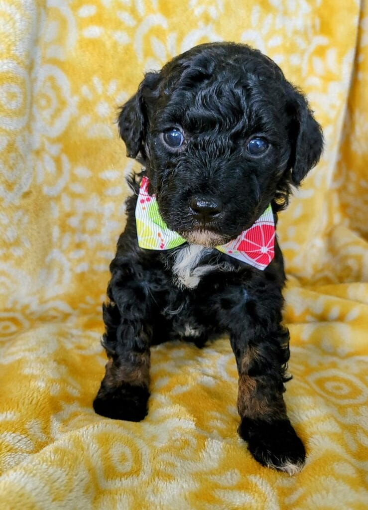 Mini Portidoodle Puppies For Sale Chicago, Minnesota and Wisconsin