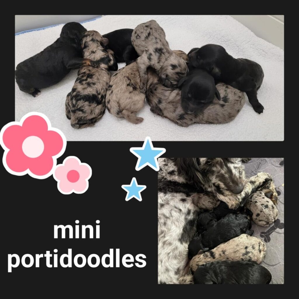Mini Portidoodle Puppies For Sale Chicago, Minnesota and Wisconsin