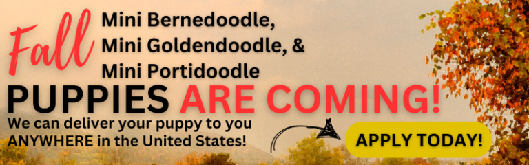 Mini Portidoodles & Bernedoodles Puppies For Sale Chicago, Minnesota ...