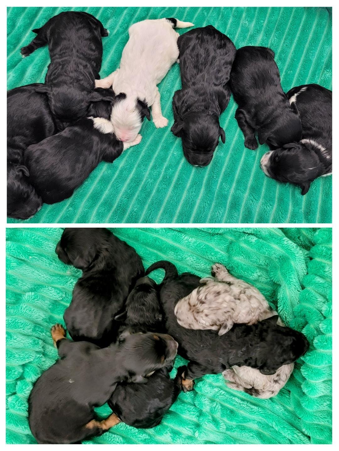 Mini Portidoodle Puppies- Just Born! (reserve yours today) – Doodle Dog ...