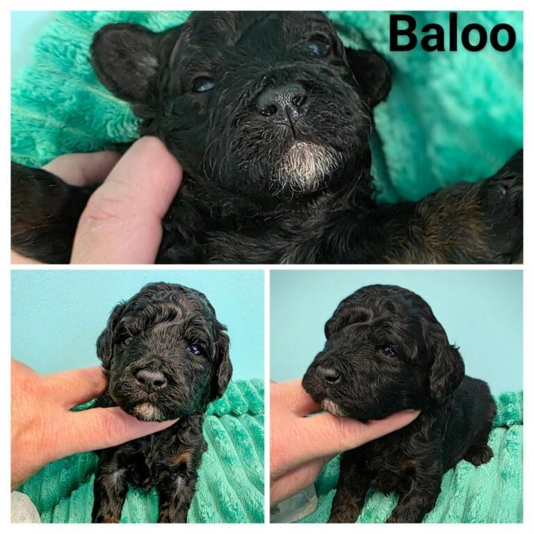 Mini Portidoodle Puppies- (reserve yours today) - Doodle Dog Hill