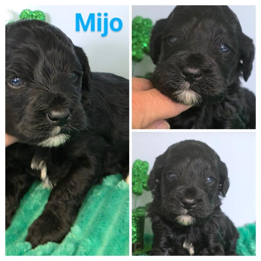 Mini Portidoodle Puppies- (reserve yours today) - Doodle Dog Hill