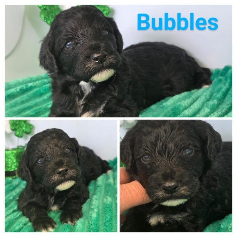 Mini Portidoodle Puppies- (reserve yours today) - Doodle Dog Hill