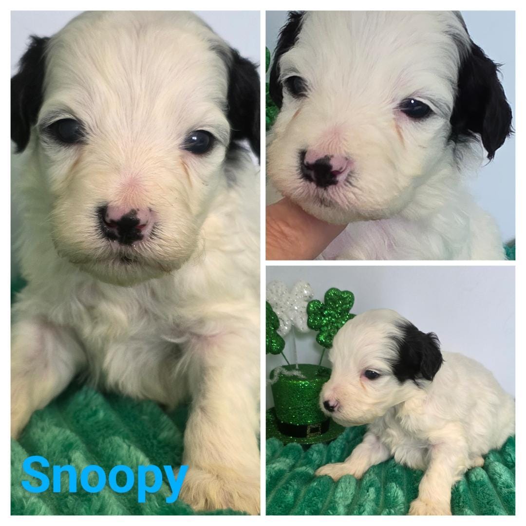 Mini Portidoodle Puppies- (reserve yours today) - Doodle Dog Hill