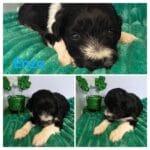 Mini Portidoodle Puppies- (reserve yours today) - Doodle Dog Hill