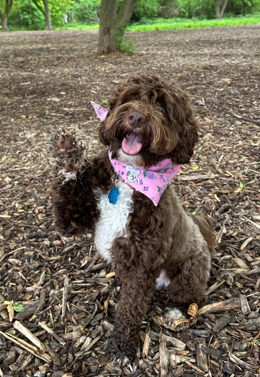 WHY A Portidoodle?? - Doodle Dog Hill