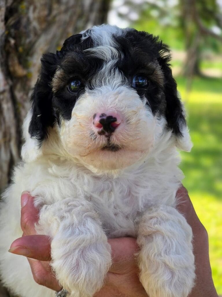 Mini Portidoodle Puppies Available! - Doodle Dog Hill