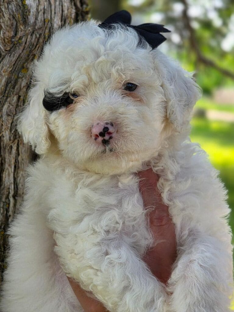 Mini Portidoodle Puppies Available! - Doodle Dog Hill