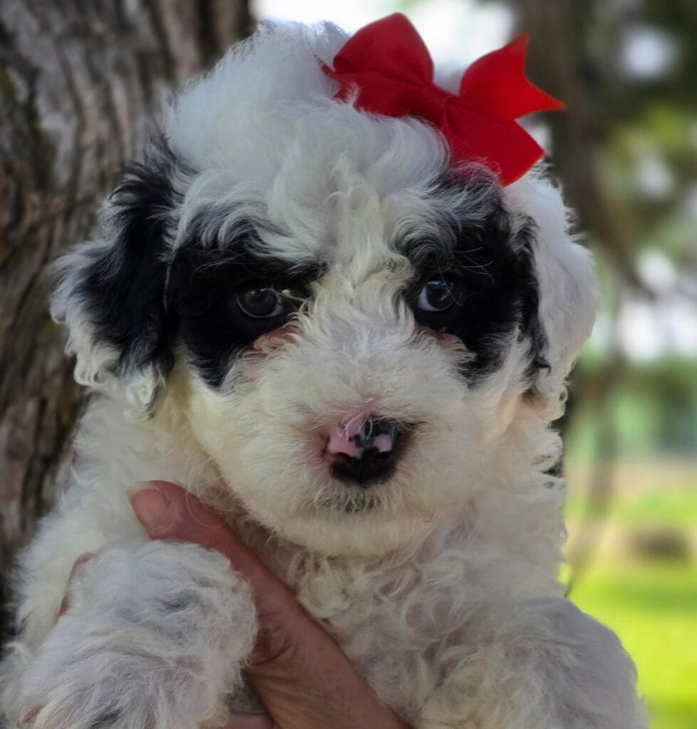 Mini Portidoodle Puppies Available! - Doodle Dog Hill