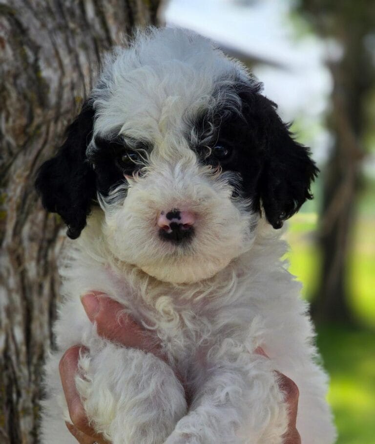 Mini Portidoodle Puppies Available! - Doodle Dog Hill