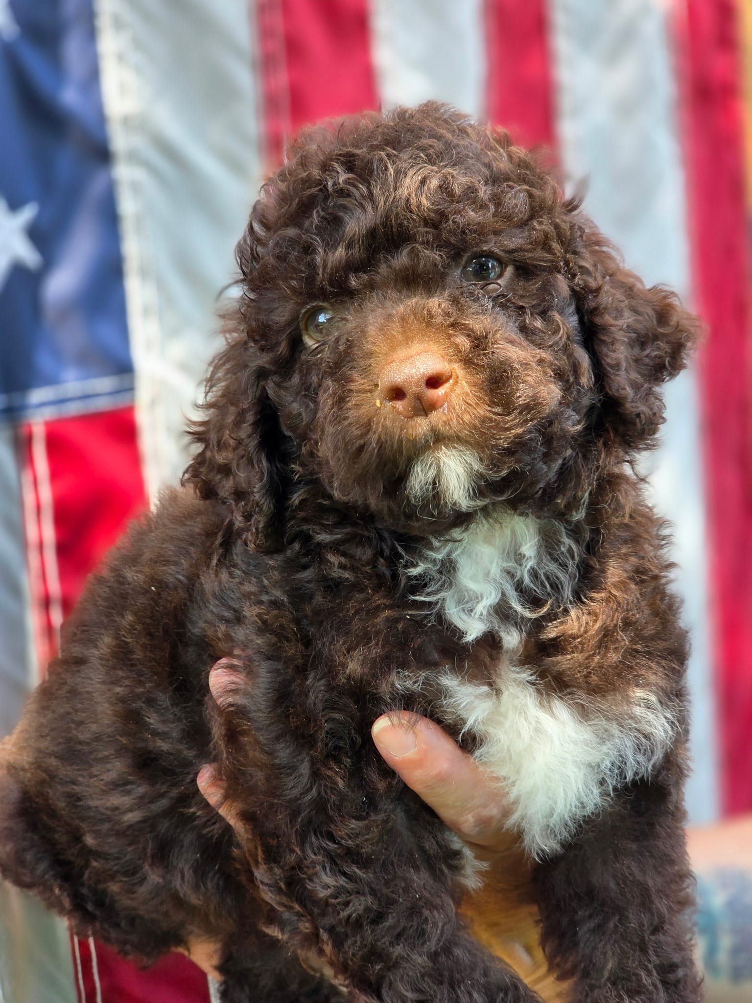 Mini Portidoodle Puppies Available! - Doodle Dog Hill